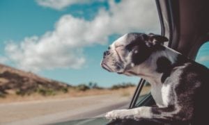 Adopt a Cat or Dog | Animal House Shelter