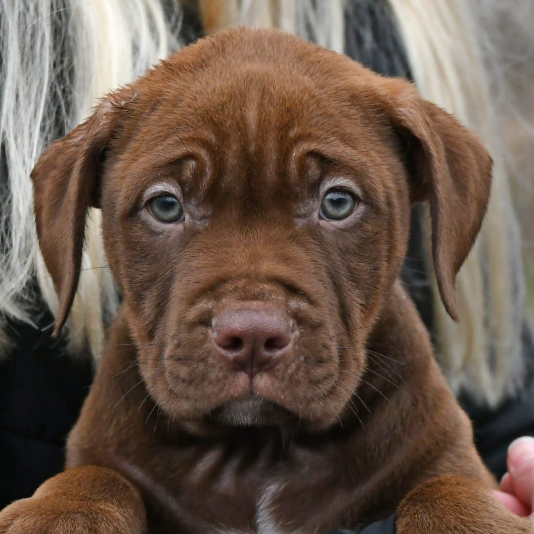 Emmett - Animal House Shelter