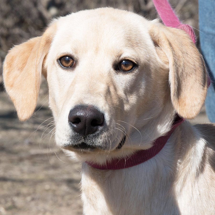 Susan - Animal House Shelter