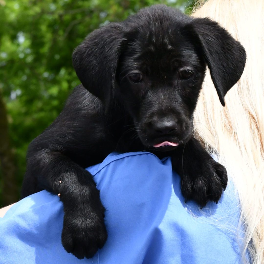 Chelsea - Animal House Shelter