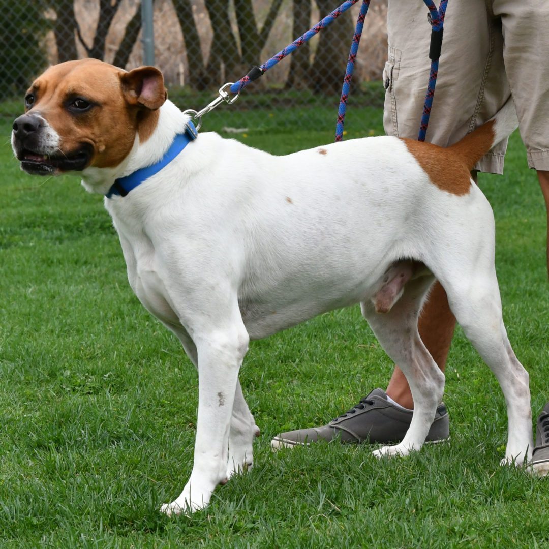 Cody - Animal House Shelter