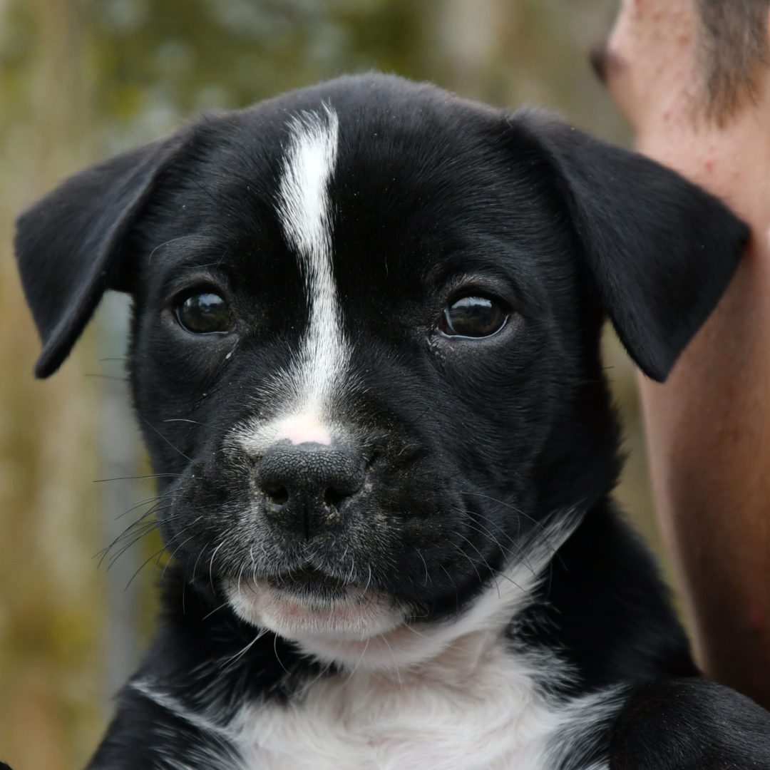 Fiona - Animal House Shelter