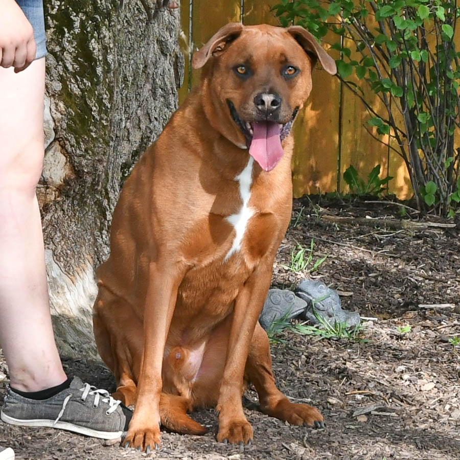 Jack - Animal House Shelter