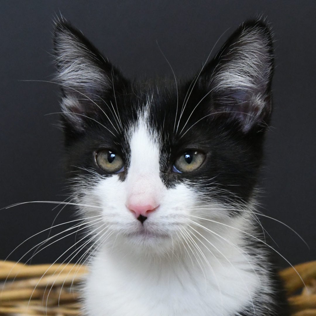 Kate - Animal House Shelter