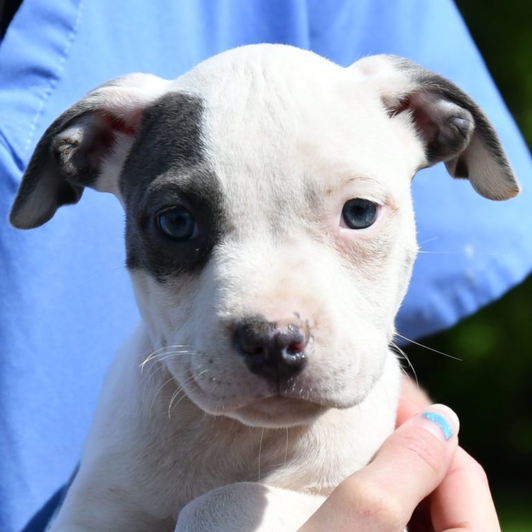 Lynn - Animal House Shelter