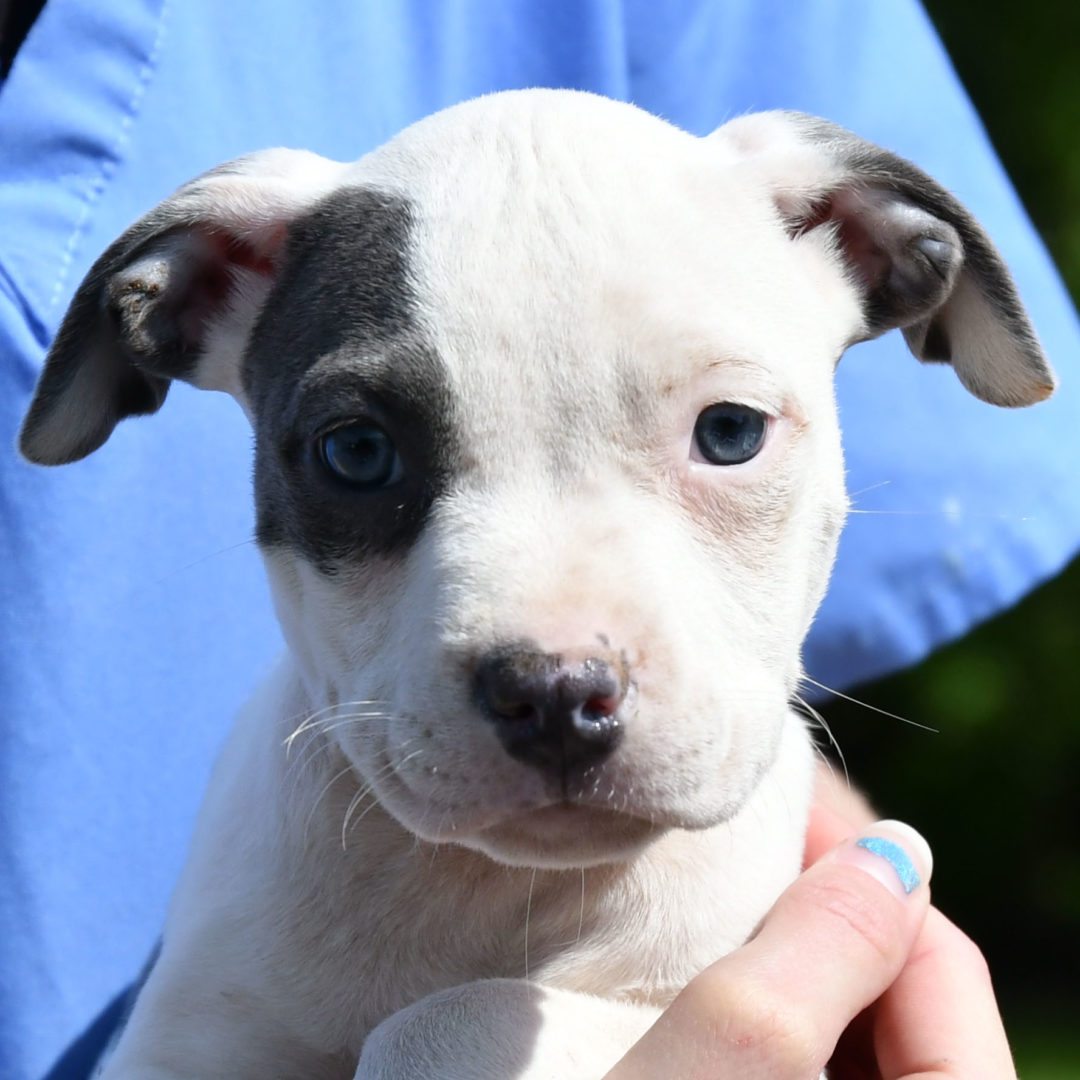 Lynn - Animal House Shelter
