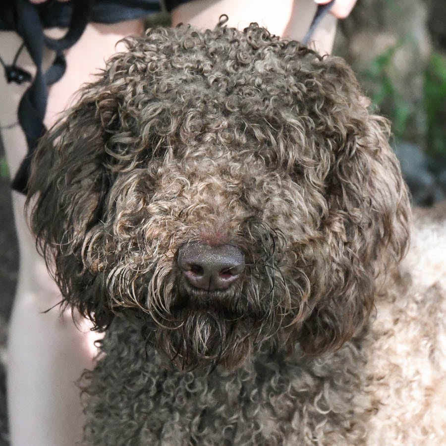 Noodle - Animal House Shelter