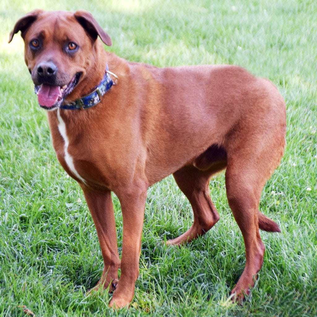 Jack - Animal House Shelter