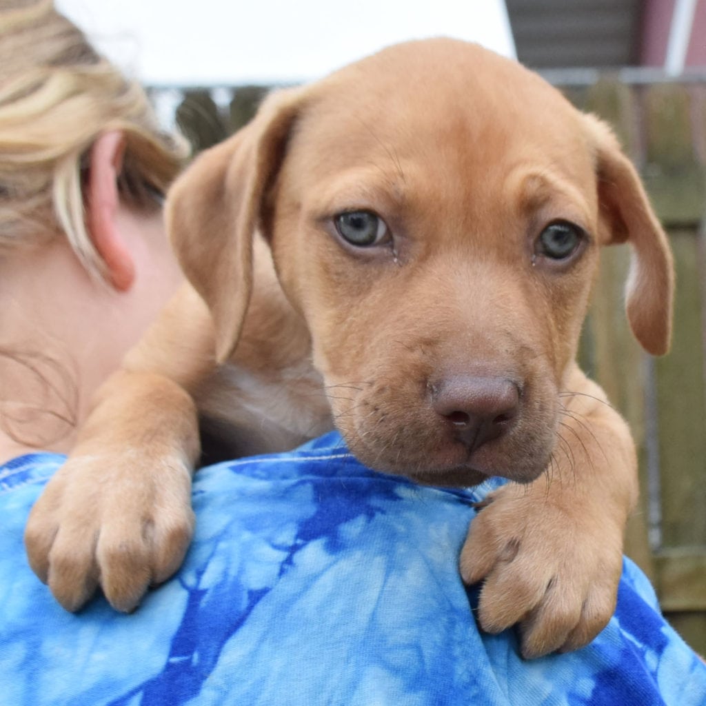 Angie - Animal House Shelter