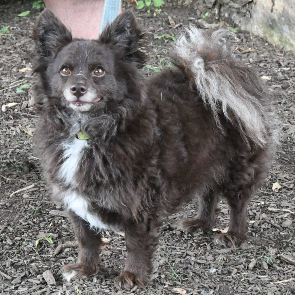 Bo - Animal House Shelter