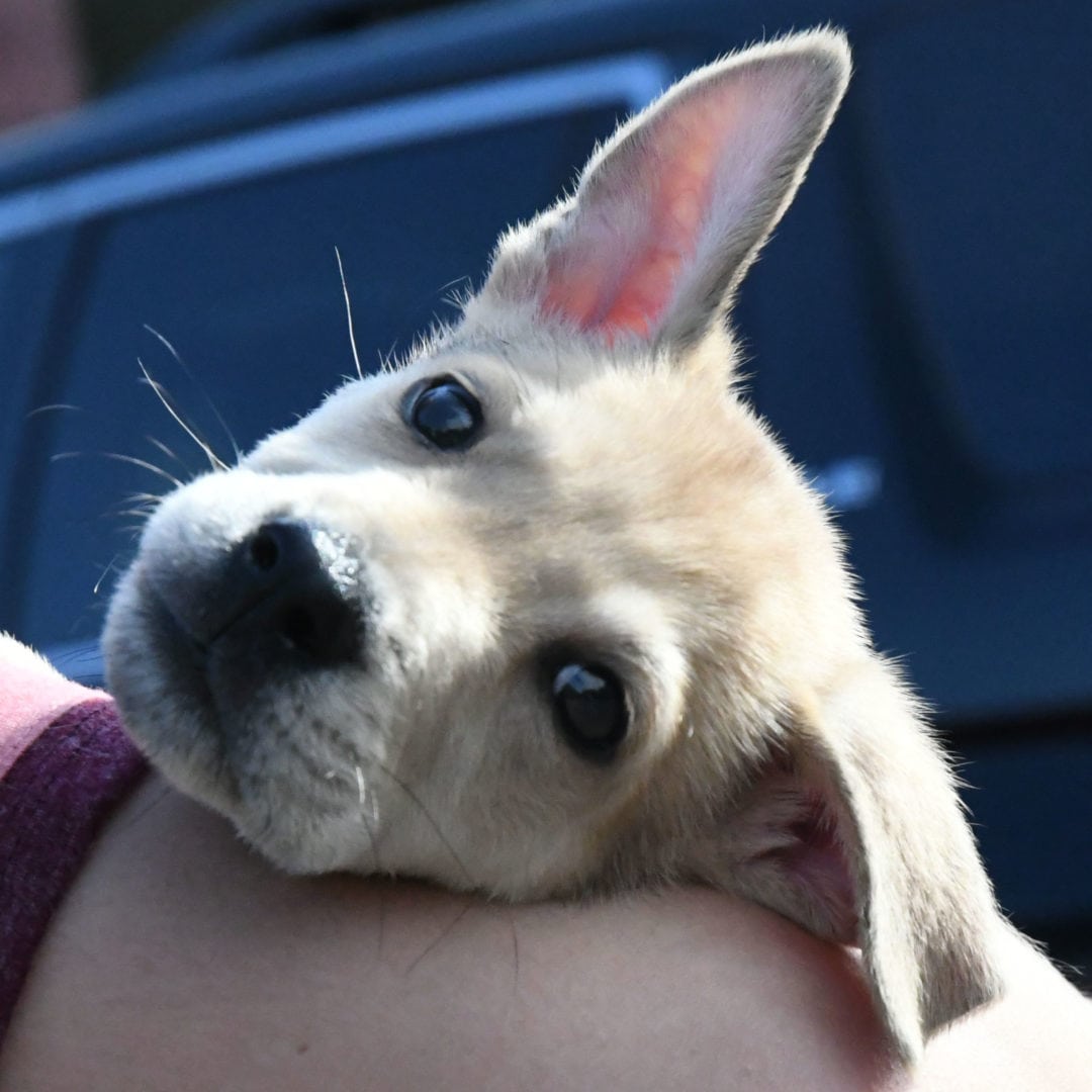 Casper - Animal House Shelter
