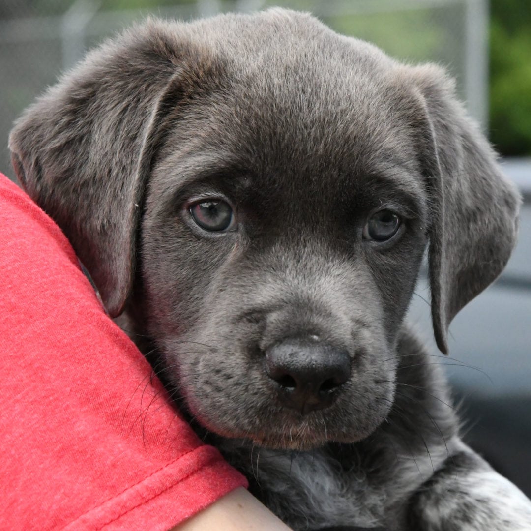 Tyson - Animal House Shelter