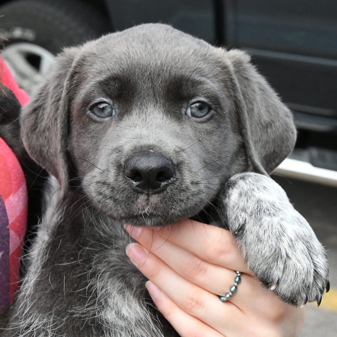 Tyson - Animal House Shelter