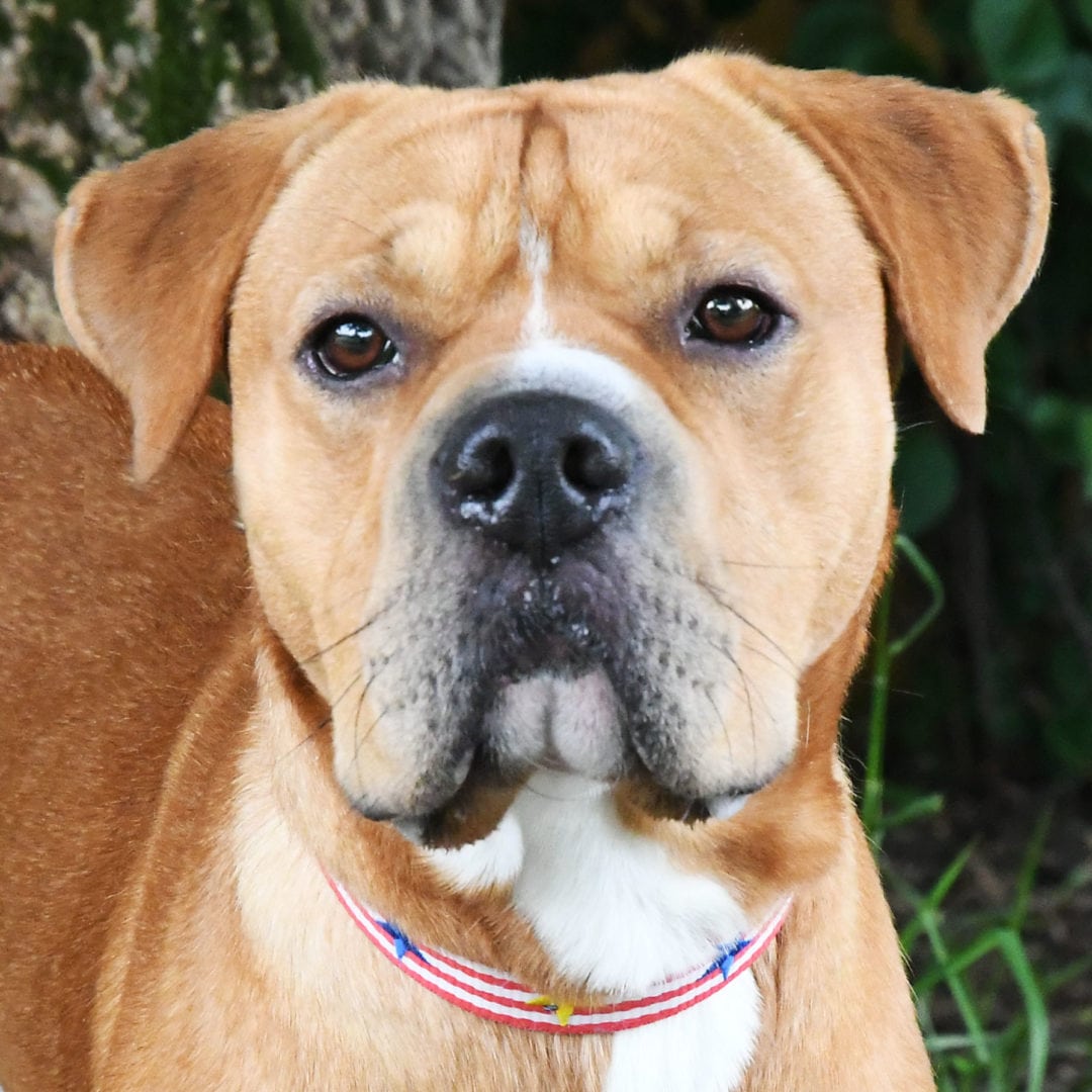 Austin - Animal House Shelter