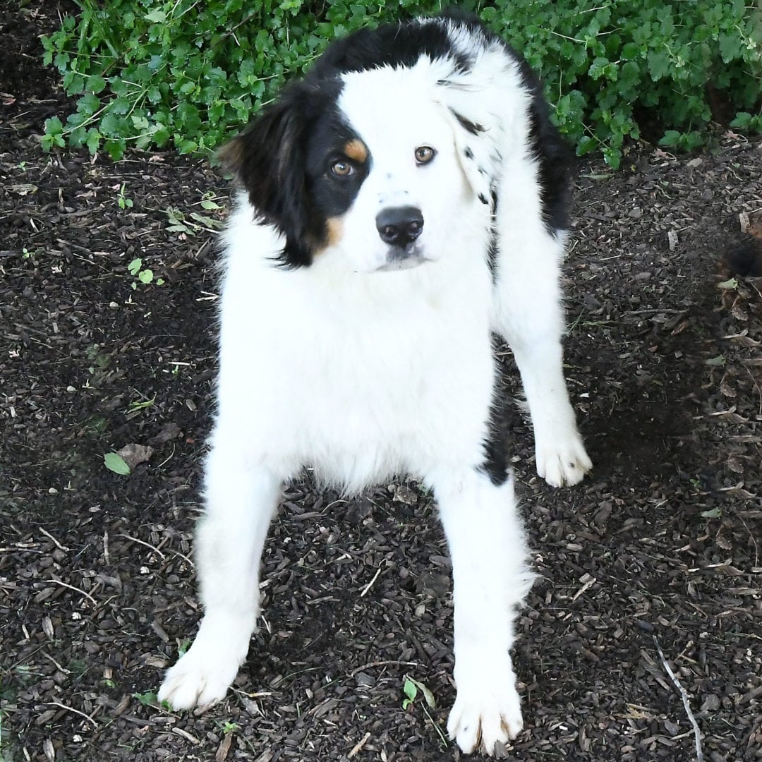 Blake - Animal House Shelter