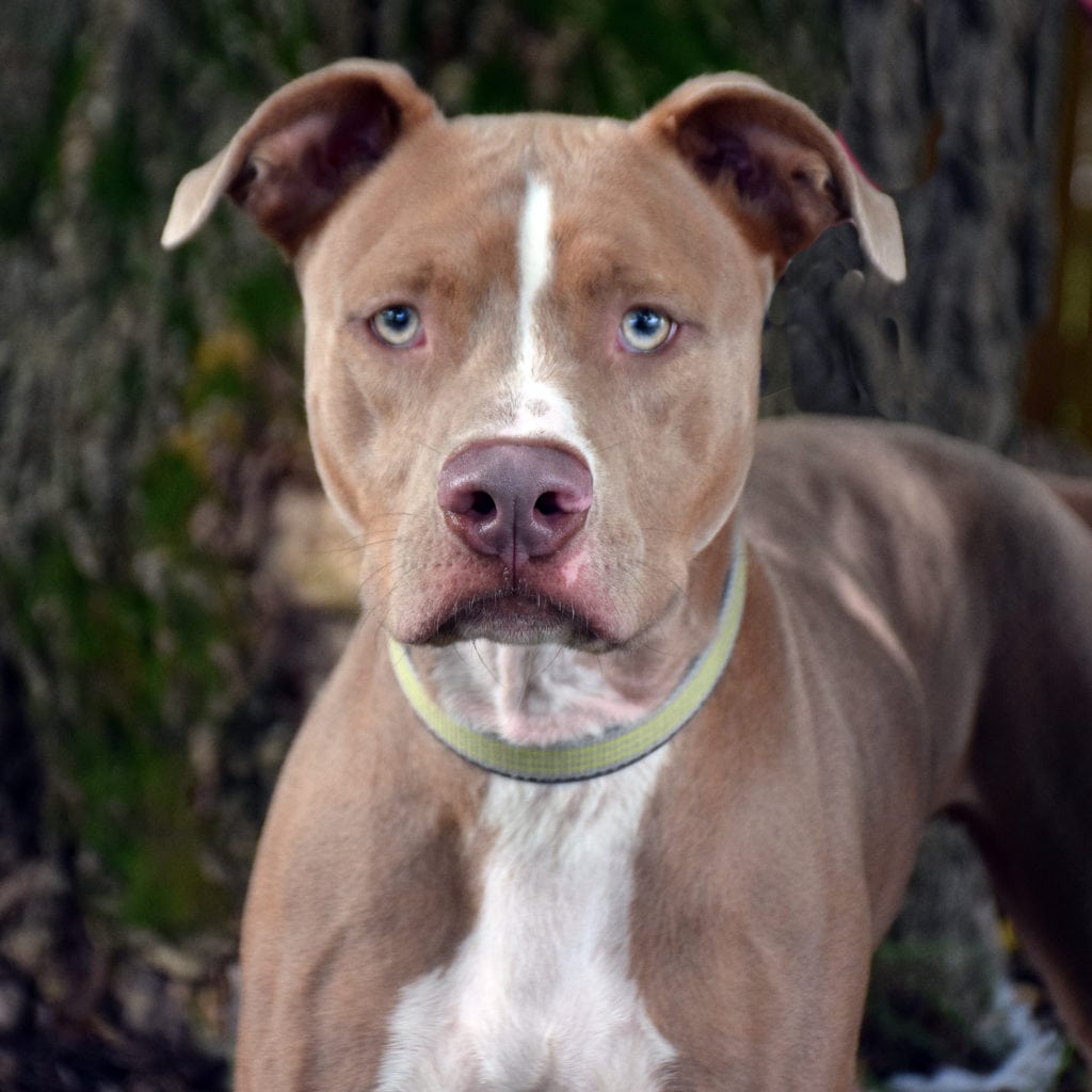 Carter - Animal House Shelter