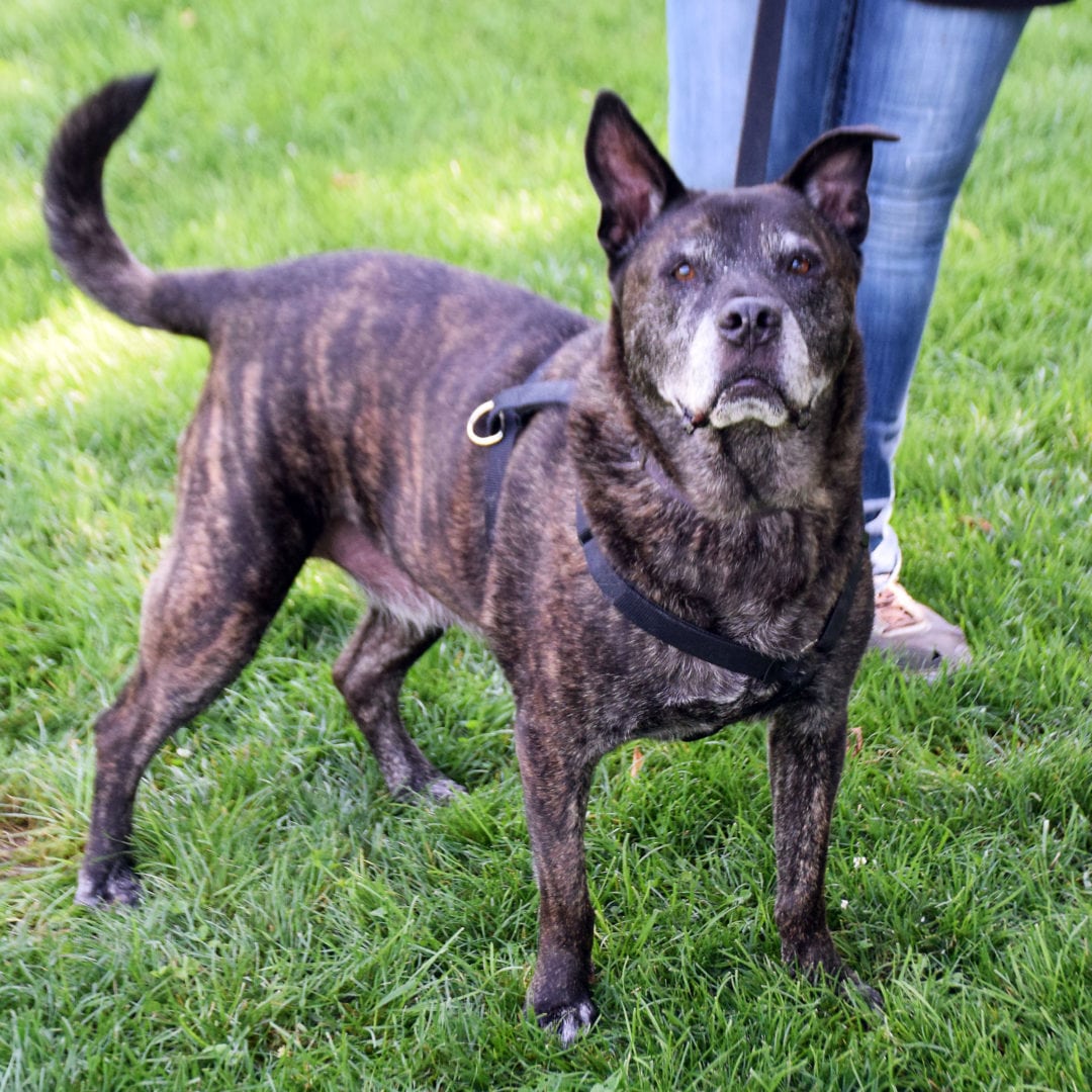 Durango - Animal House Shelter