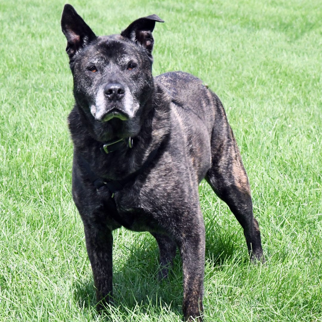 Durango - Animal House Shelter