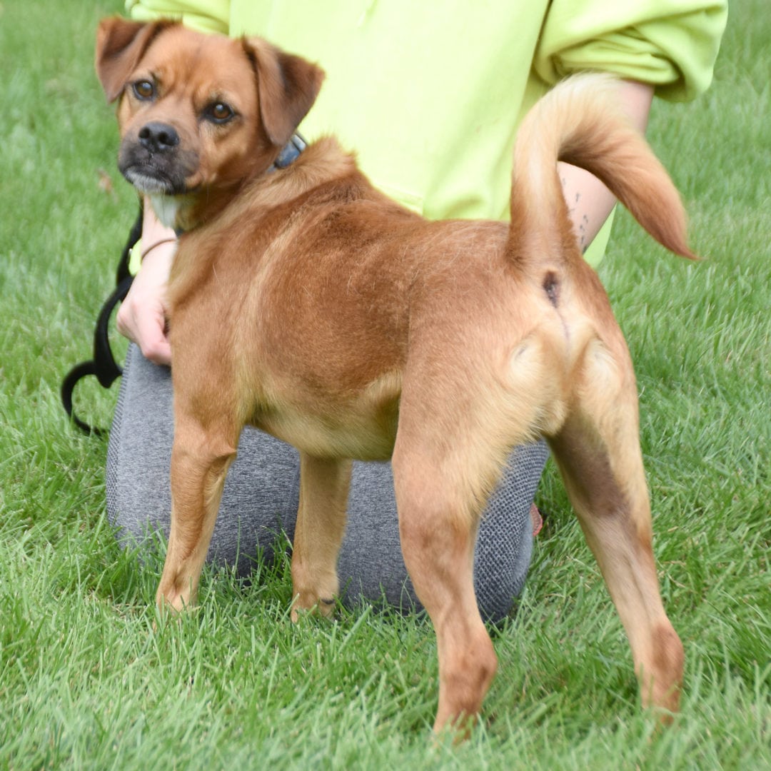 Milo - Animal House Shelter