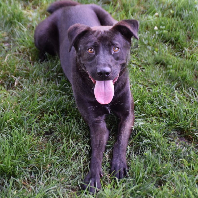 Patsy - Animal House Shelter