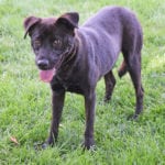 Patsy - Animal House Shelter