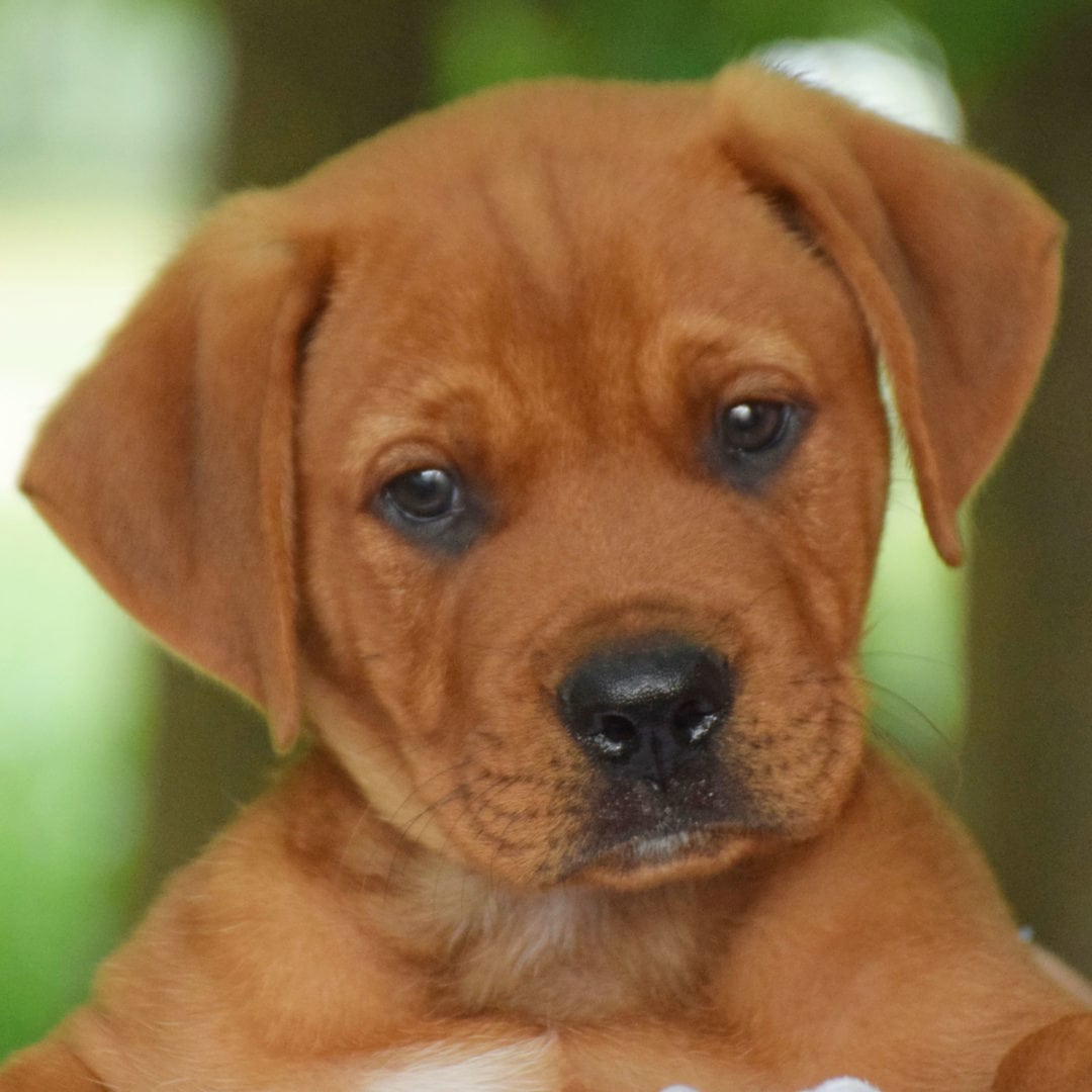 Bubba - Animal House Shelter