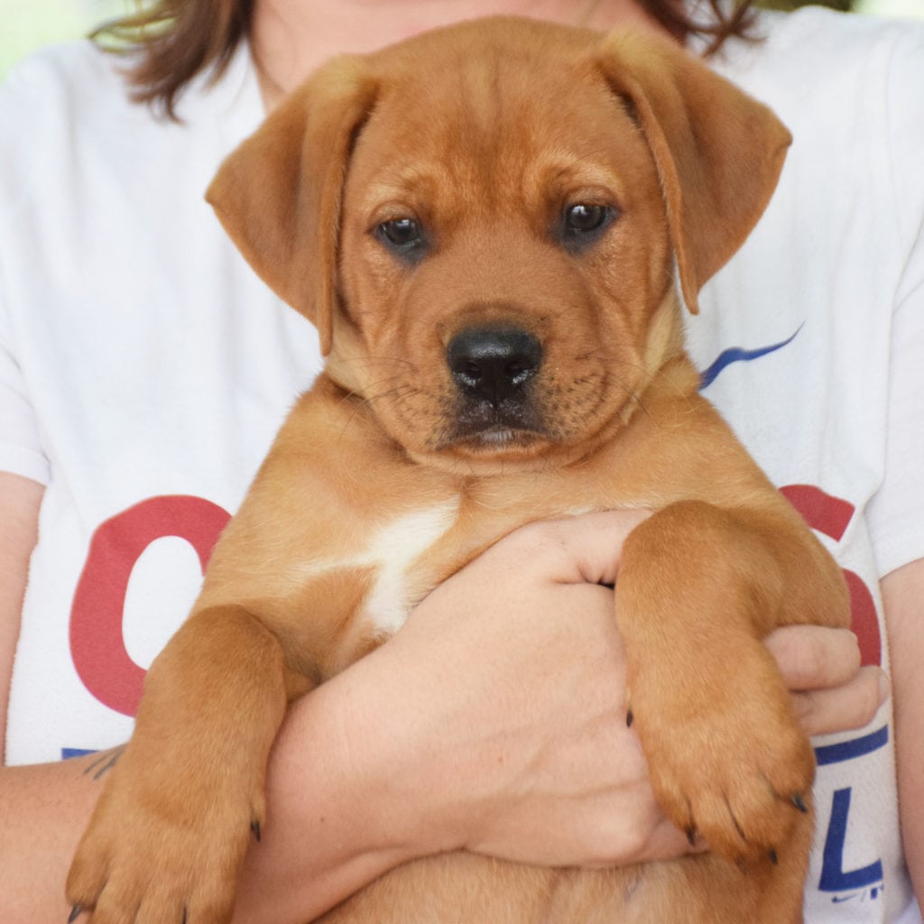 Bubba - Animal House Shelter