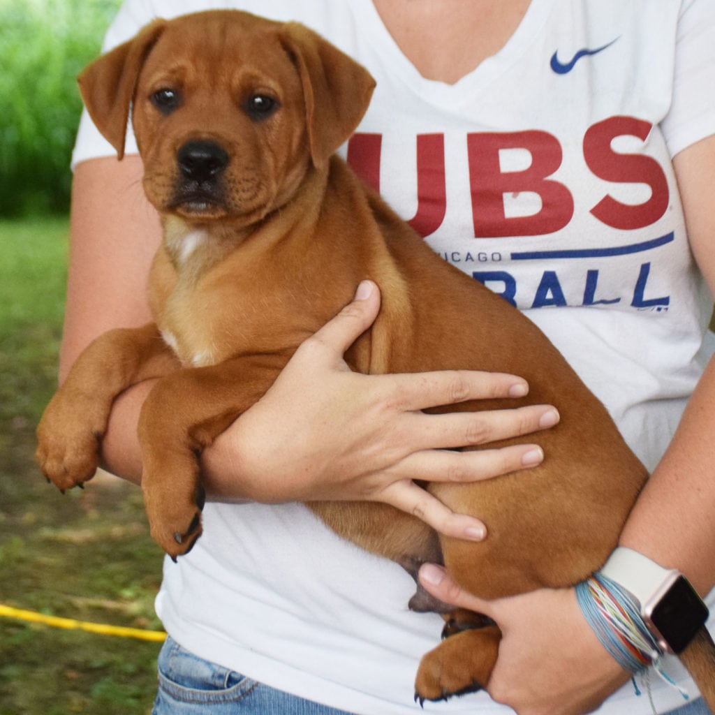 Bubba - Animal House Shelter