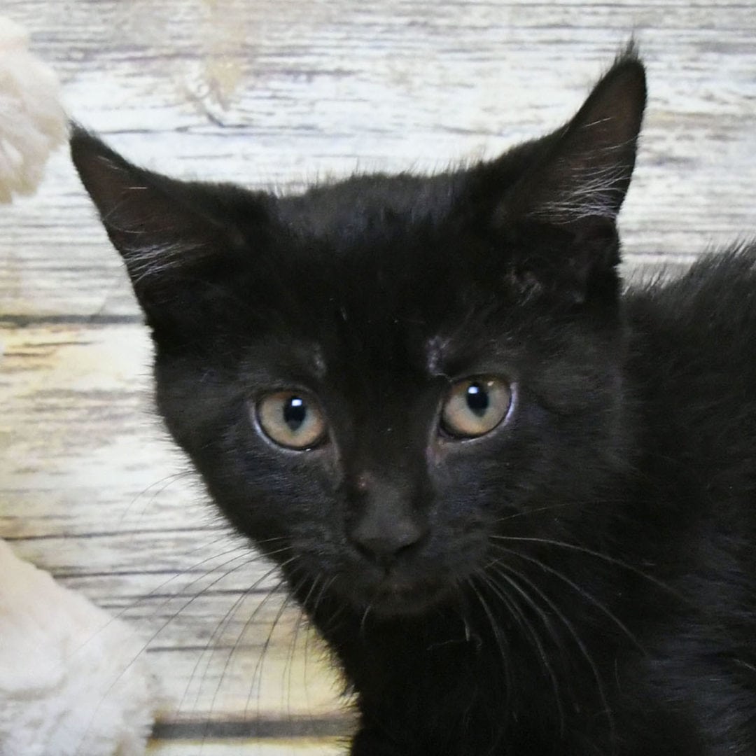 Buttercup - Animal House Shelter