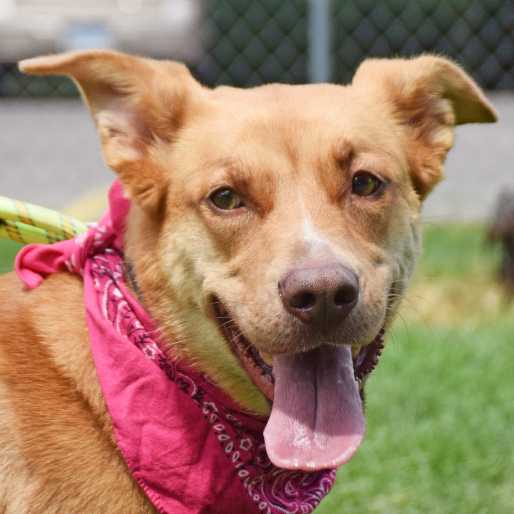 Nala - Animal House Shelter