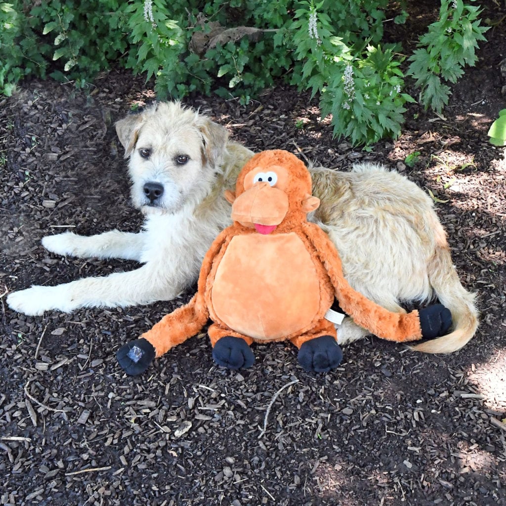 Anderson - Animal House Shelter