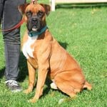 Bruiser - Animal House Shelter