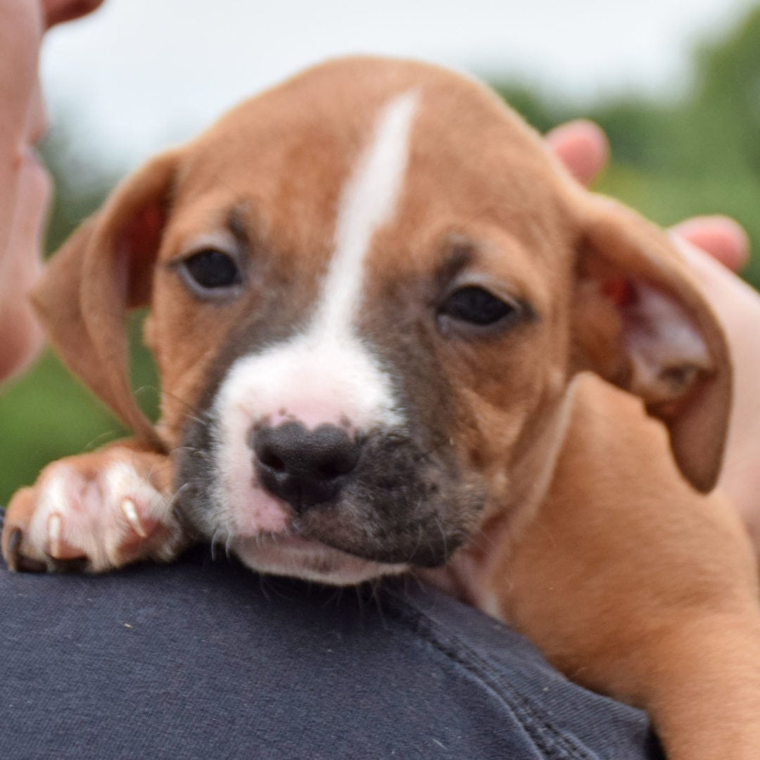 Duke - Animal House Shelter