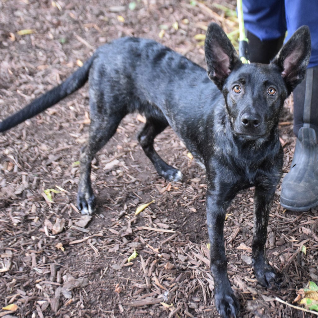 Dutch - Animal House Shelter