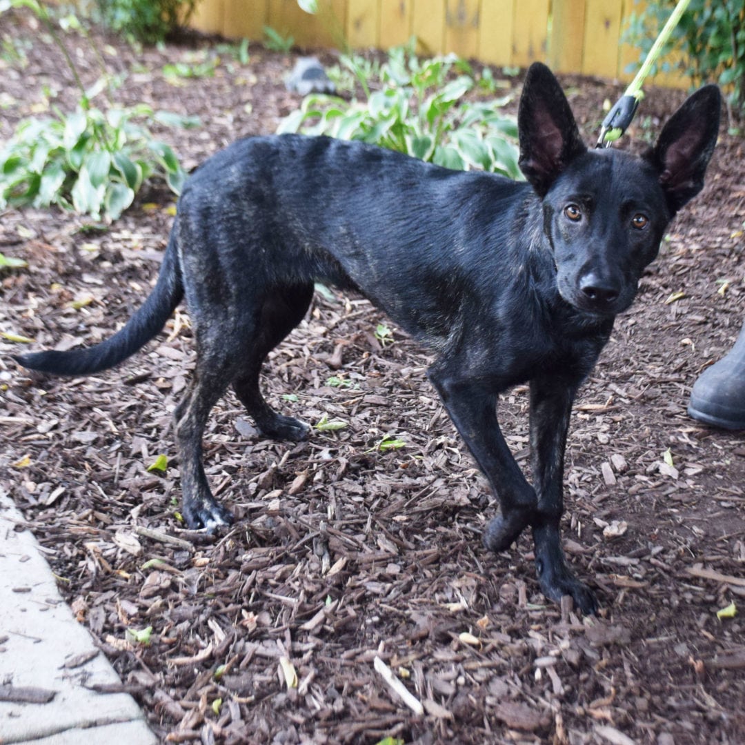 Dutch - Animal House Shelter