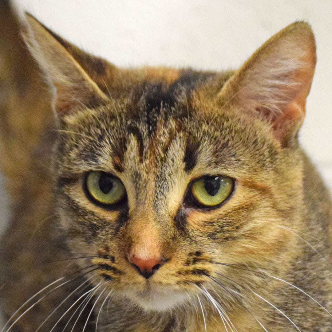 June - Animal House Shelter