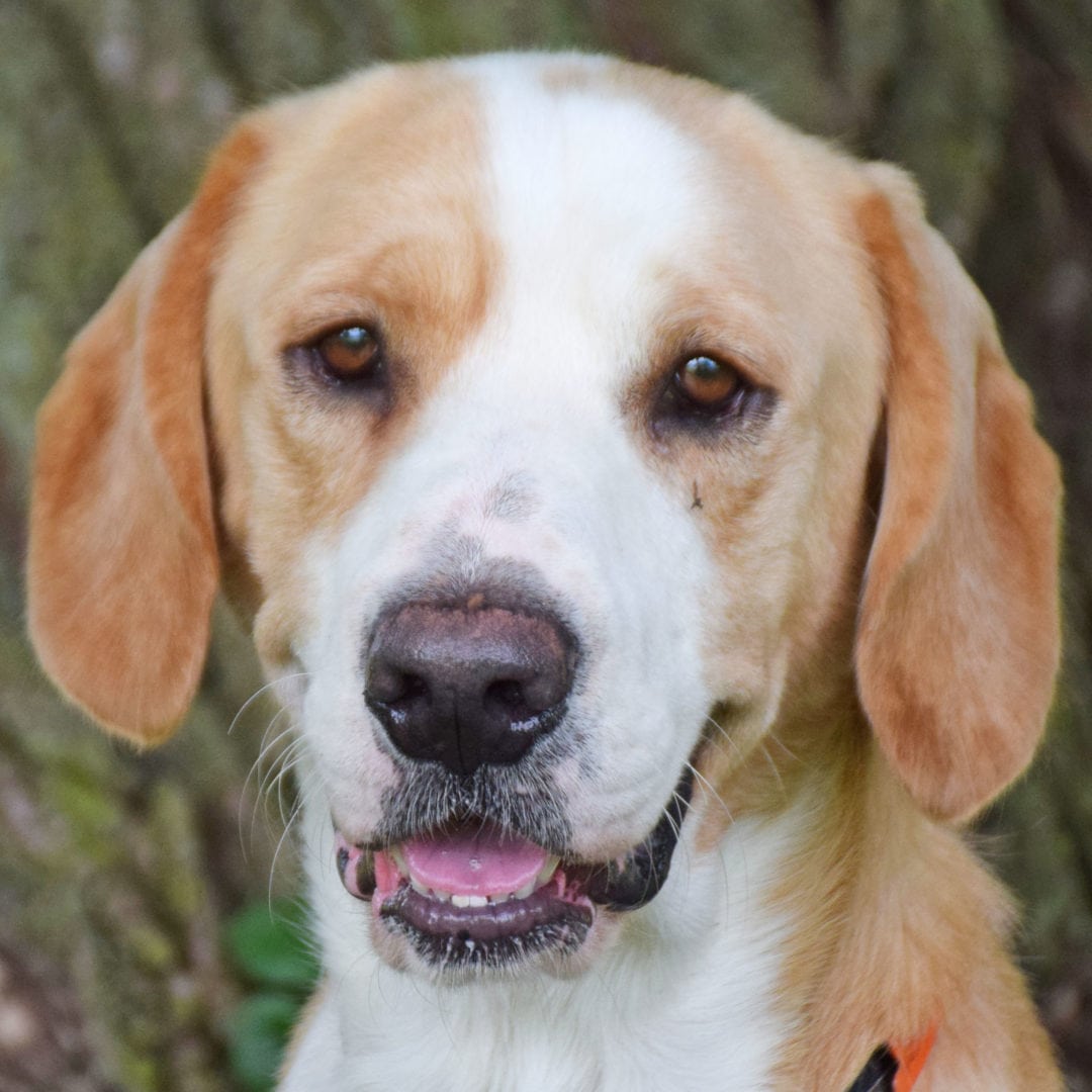 Malibu - Animal House Shelter