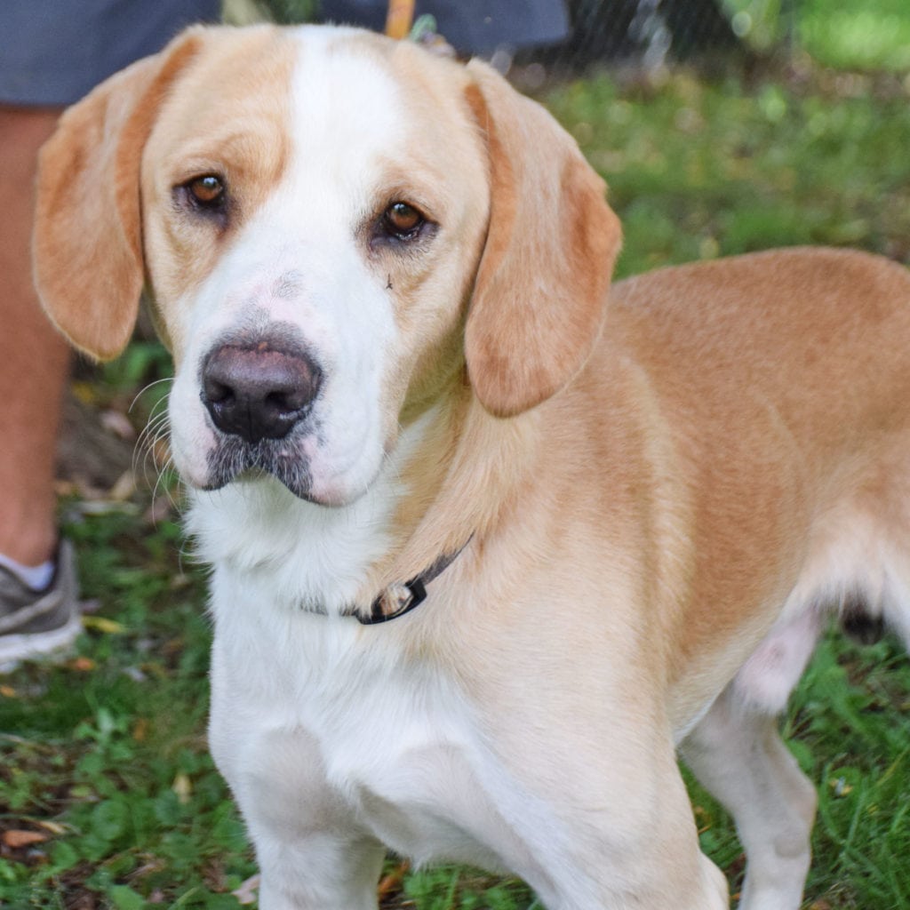 Malibu - Animal House Shelter