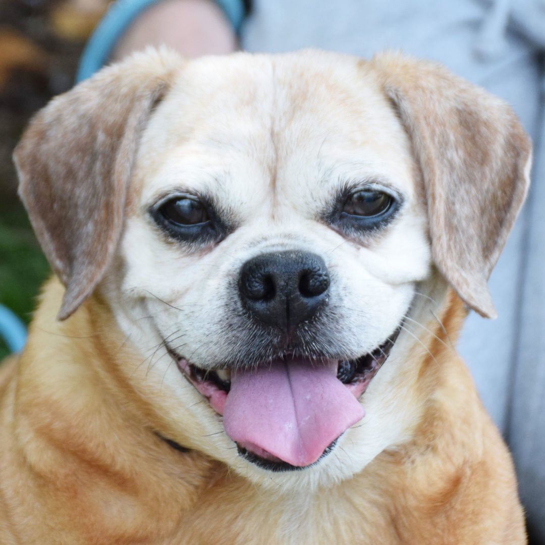 Mandy - Animal House Shelter