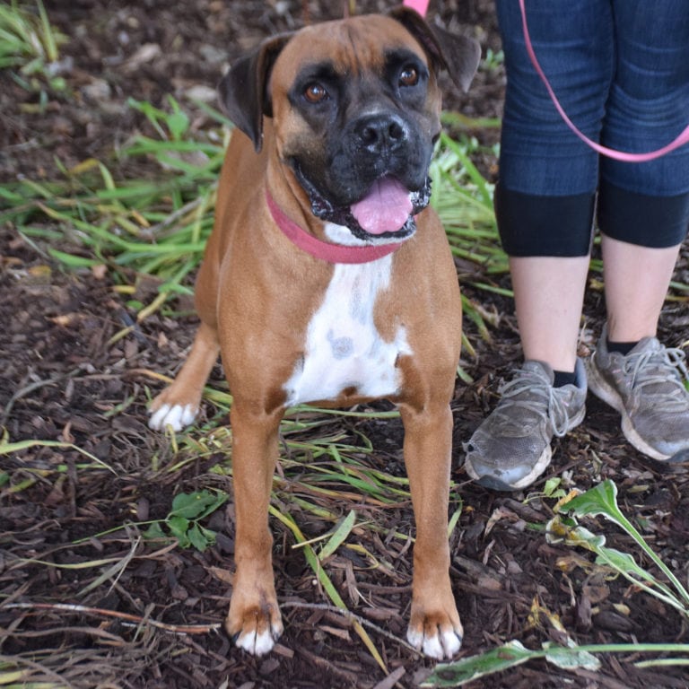 Bruiser - Animal House Shelter