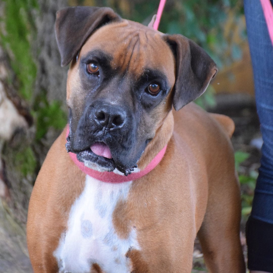 Bruiser - Animal House Shelter