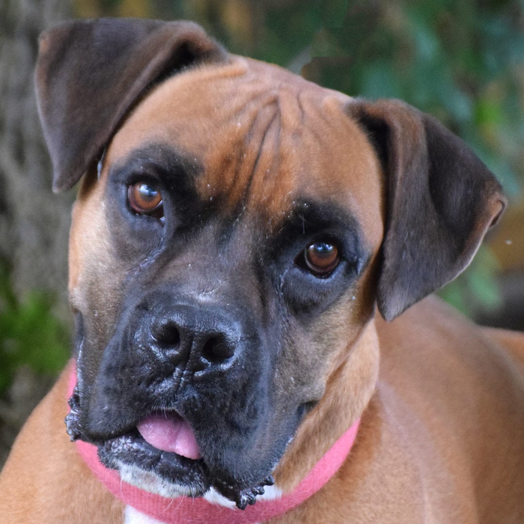 Bruiser - Animal House Shelter