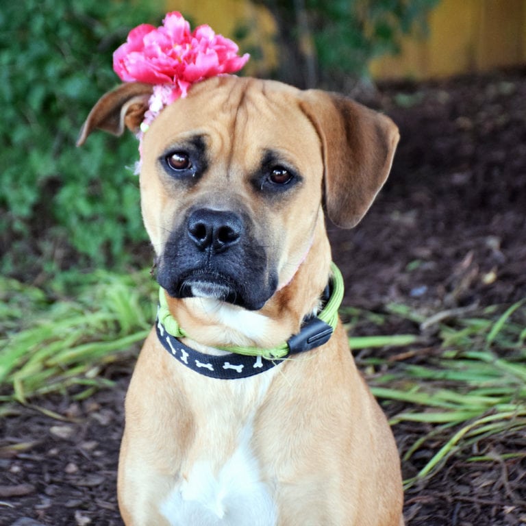 Daphne - Animal House Shelter