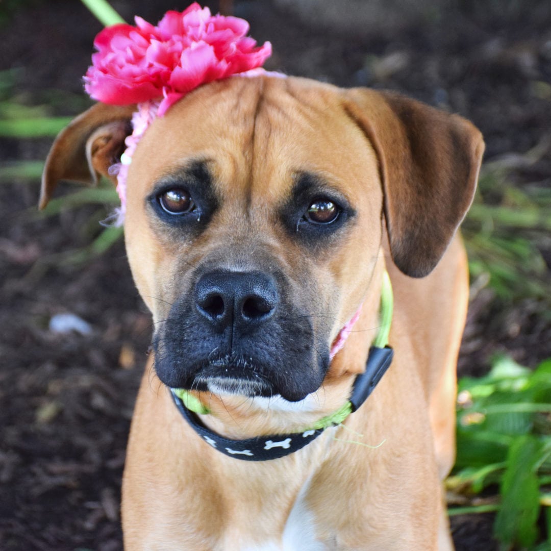 Daphne - Animal House Shelter