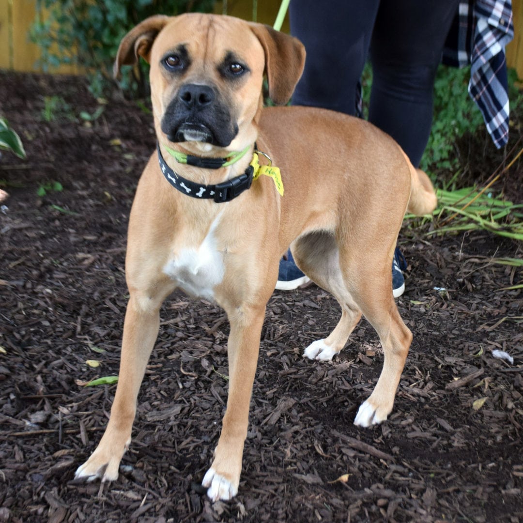 Daphne - Animal House Shelter