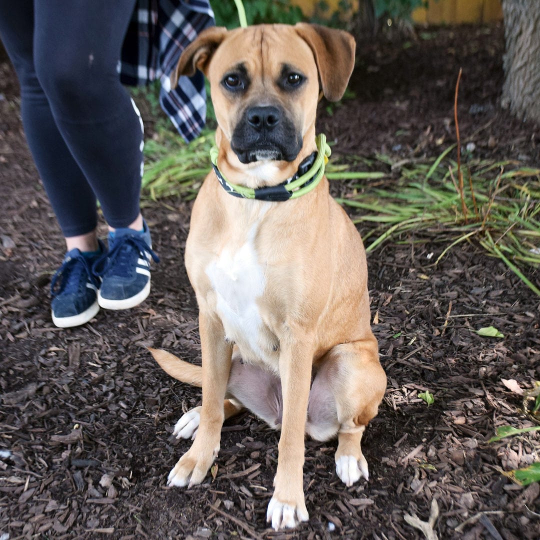 Daphne - Animal House Shelter