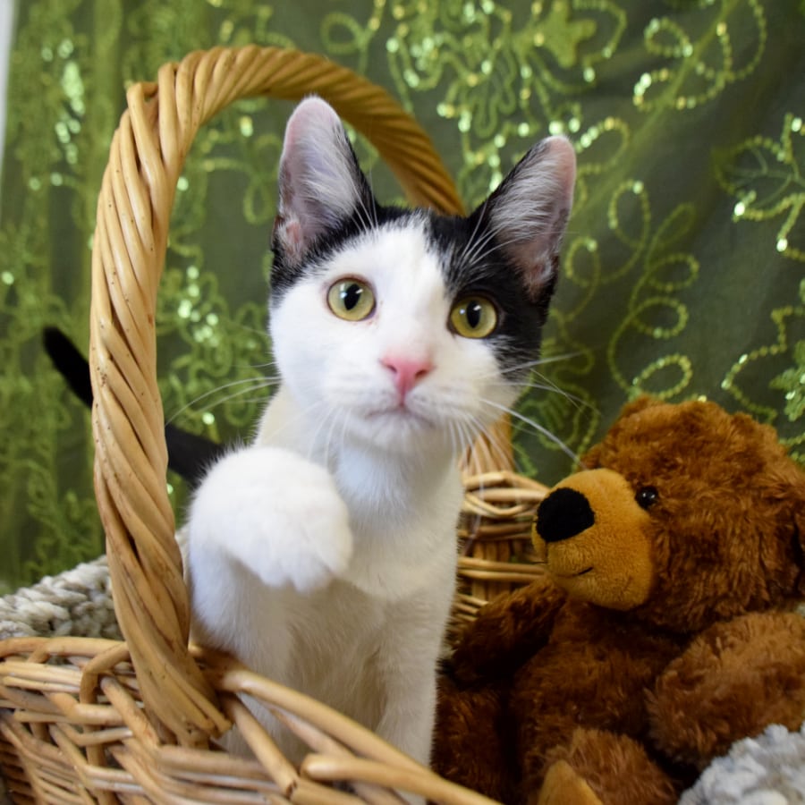 Declan - Animal House Shelter