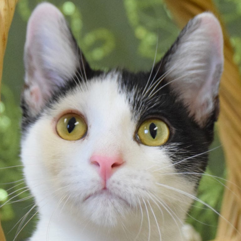 Declan - Animal House Shelter