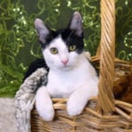 Declan - Animal House Shelter