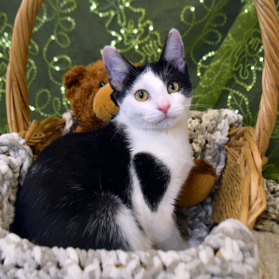 Declan - Animal House Shelter